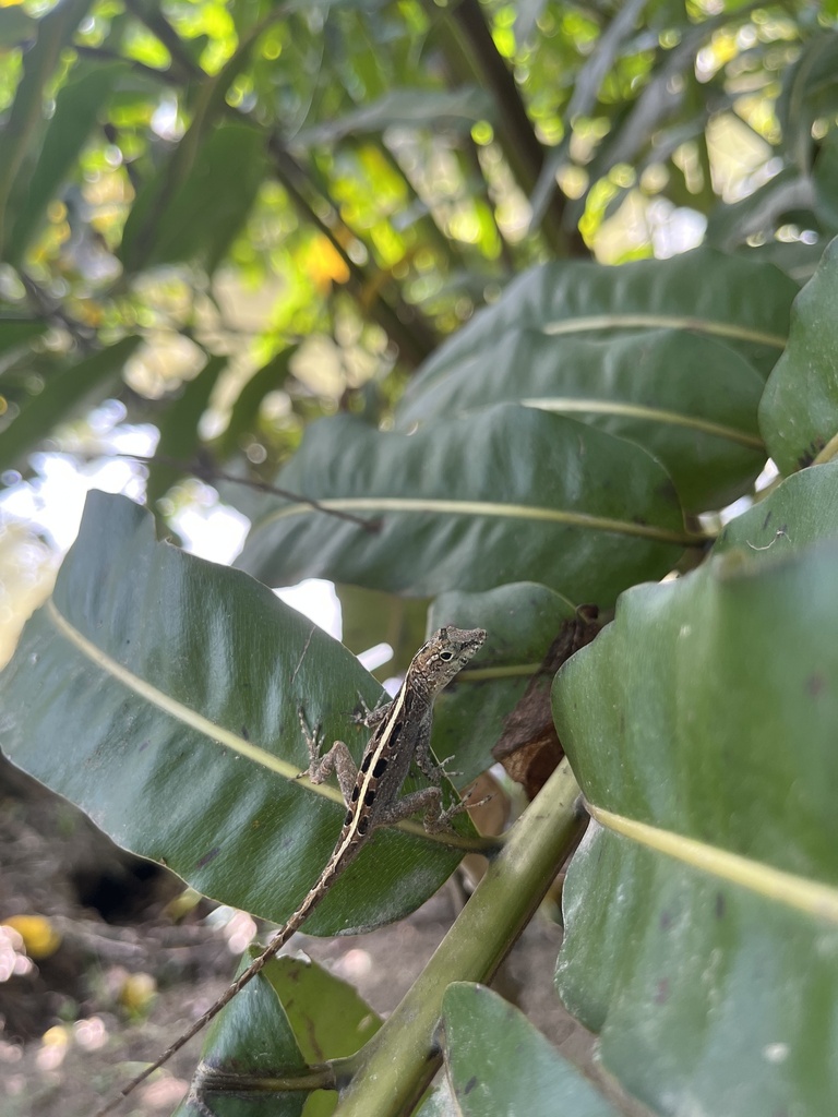 Crested Anole from Puerto Rico, Humacao, Puerto Rico, US on July 30 ...