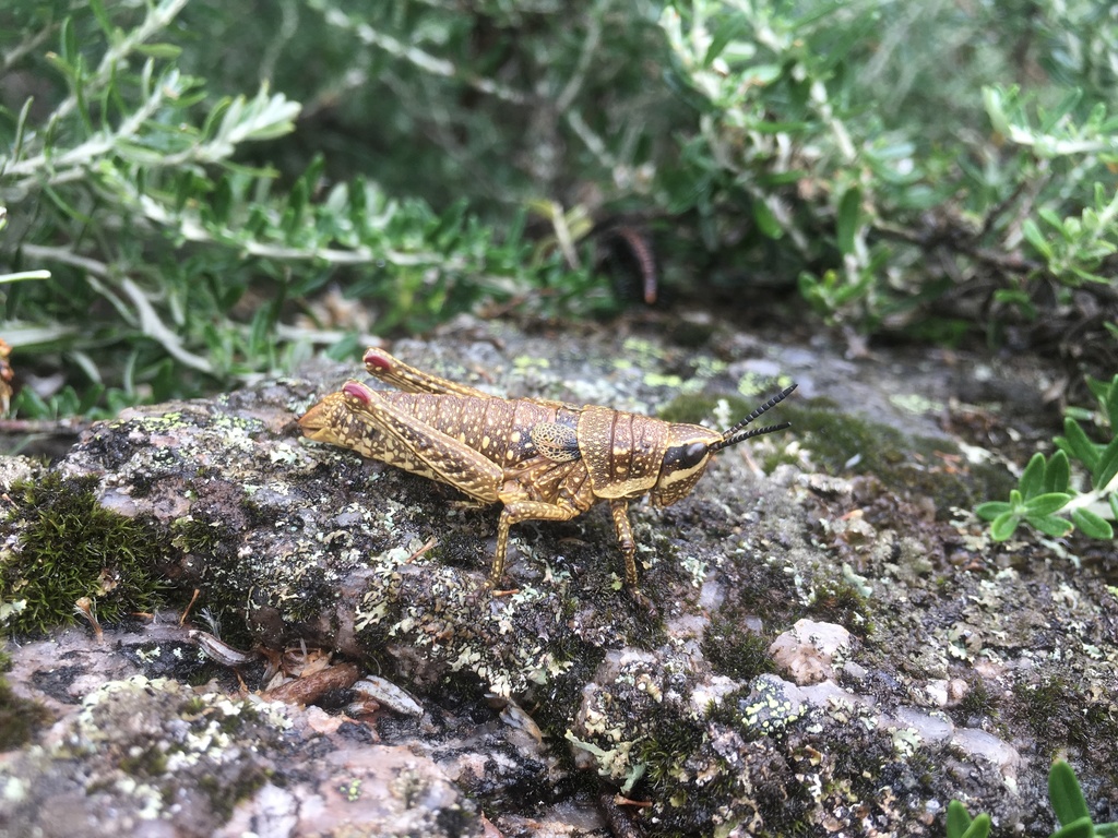Spotted Mountain-grasshopper from Perisher Valley NSW 2624, Australia ...