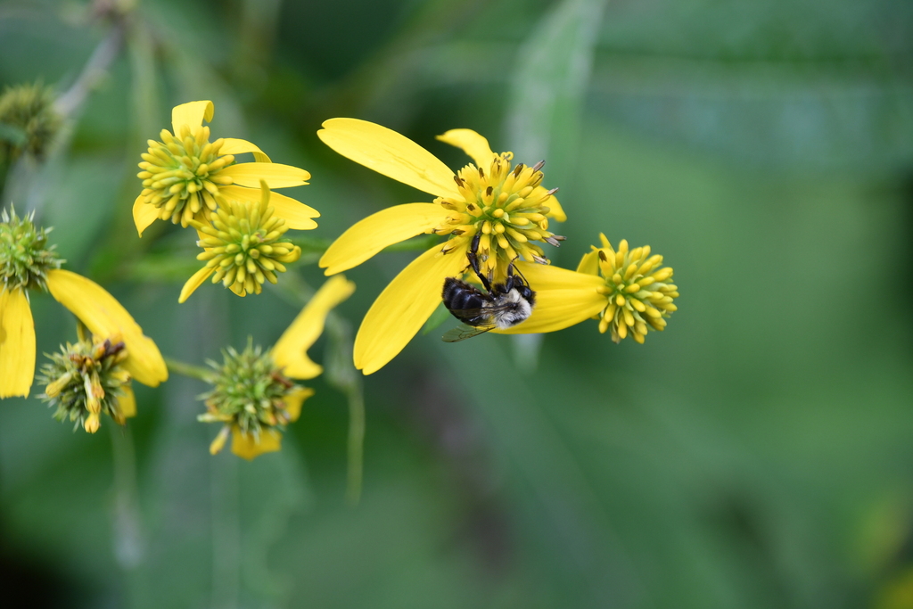 Common Eastern Bumble Bee from Barbour County, WV, USA on August 24 ...