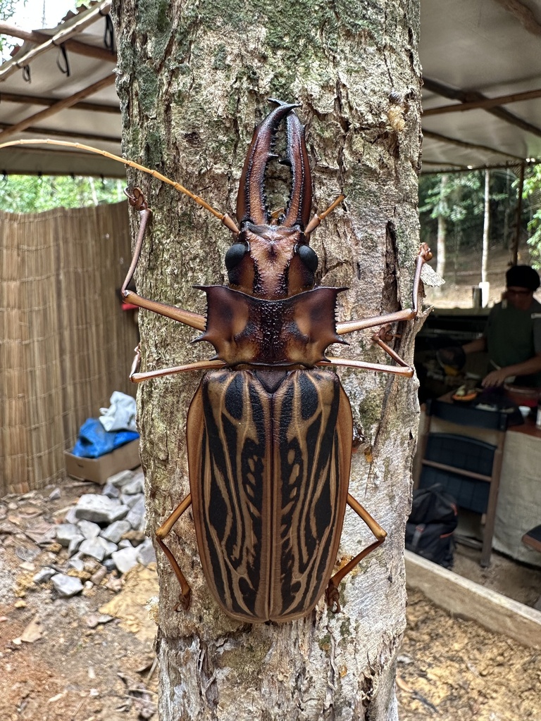 Giant Jawed Sawyer in August 2023 by Igor Yuri · iNaturalist