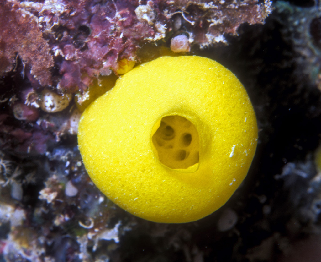 Lemon Sponge from Kwajalein Atoll, RMI on March 6, 2000 by uwkwaj ...