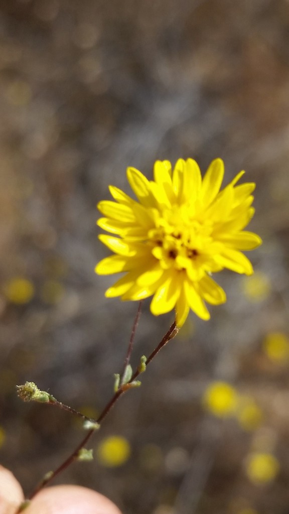 (Lessingia pectinata pectinata) - Botanical Realm