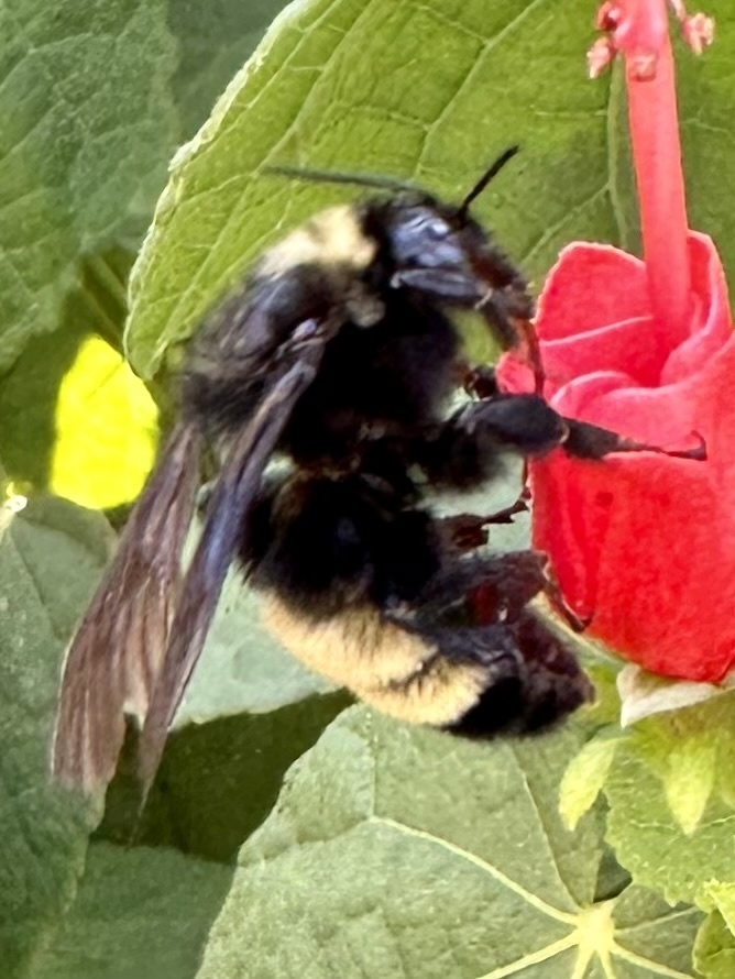 American Bumble Bee from Chisholm View Dr, Fort Worth, TX, US on August ...