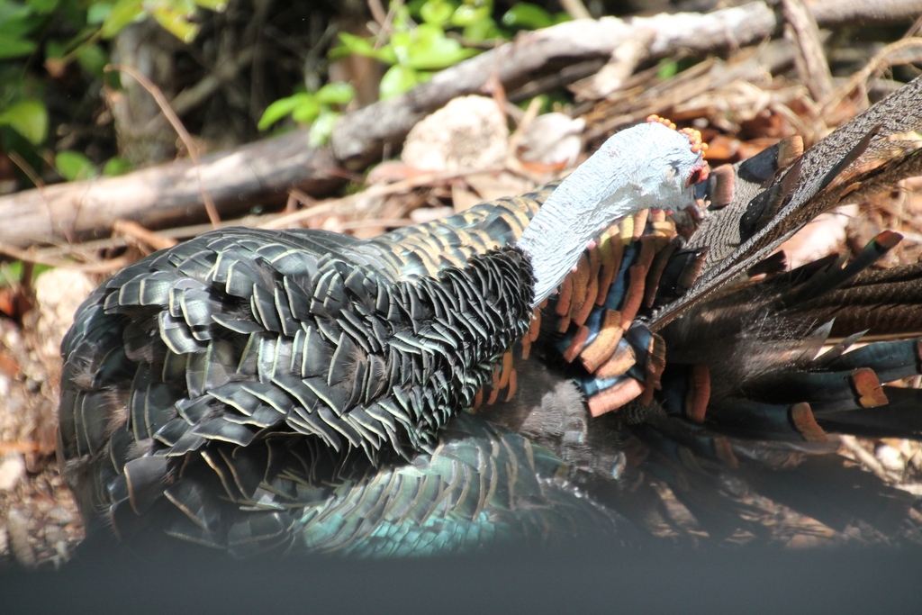 Ocellated Turkey from Calakmul Sitio Arq. on August 24, 2023 at 12:32 ...