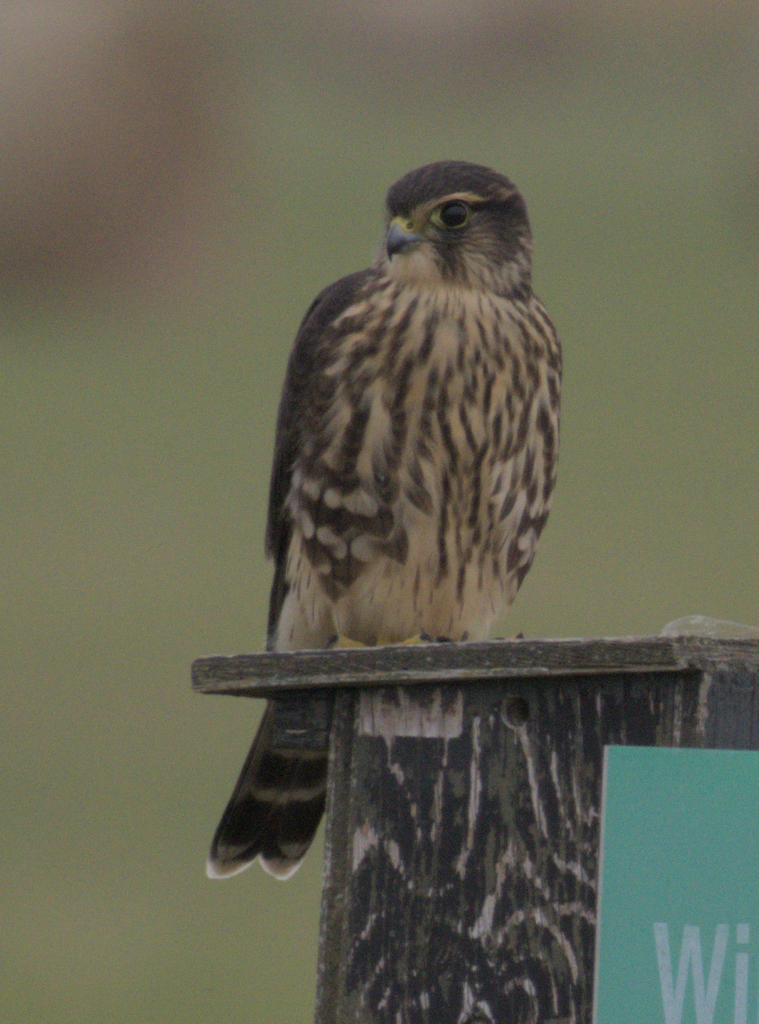 Merlin from Division No. 14, Manitoba, Canada on August 23, 2023 at 05: ...
