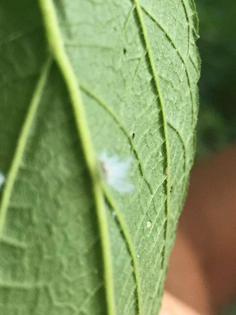 Asian Woolly Hackberry Aphid from Walker Nature Center on August 25 ...