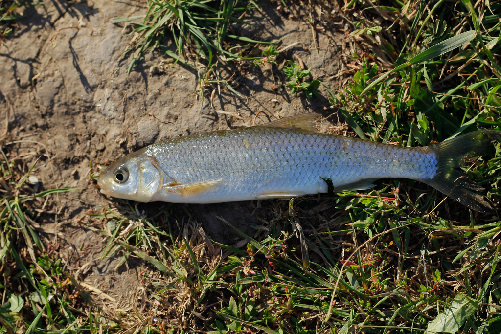 Common dace (Leuciscus leuciscus) - Marine Life Identification