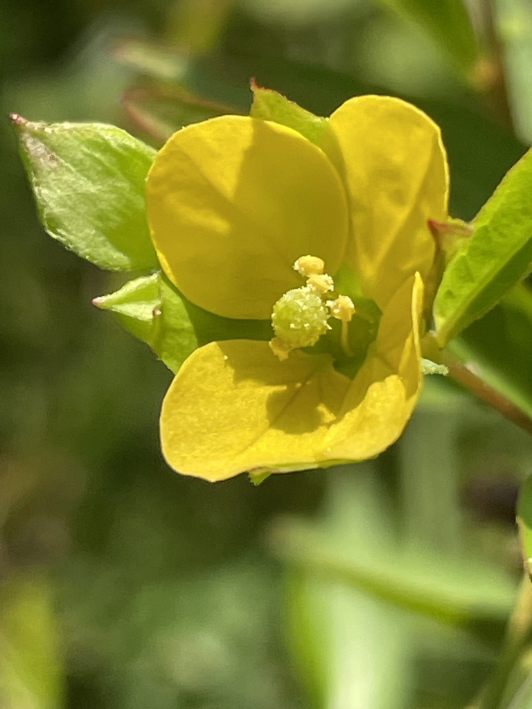 Seedbox in August 2023 by Becky Dill. Seepage slope, sandy soil ...
