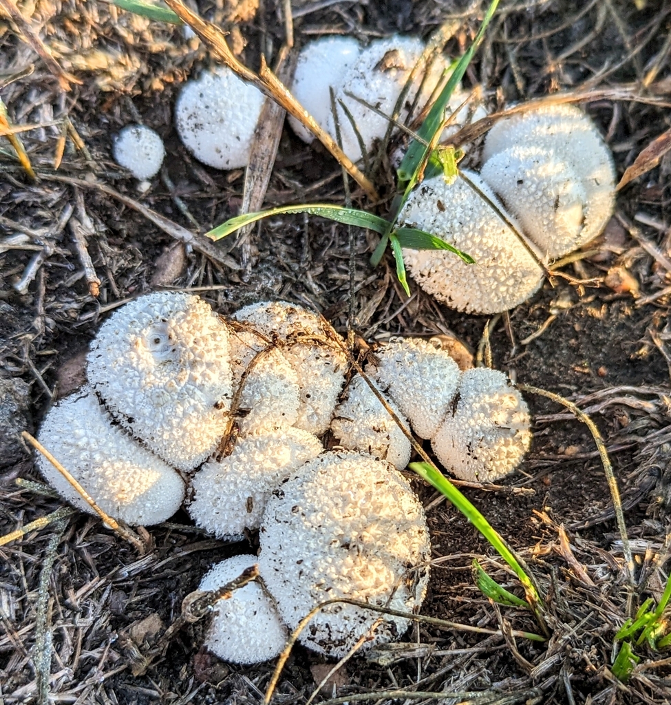 Peeling Puffball from Wheaton, ND, USA on August 25, 2023 at 07:58 AM ...