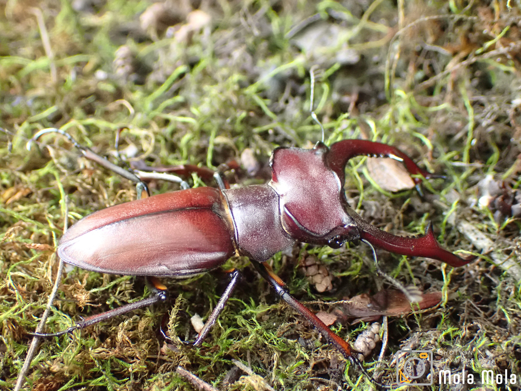 Lucanus fortunei from 中国浙江省杭州市临安区 on August 5, 2023 at 03:54 PM by ...