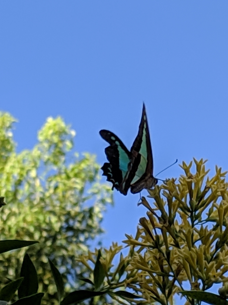 Blue Triangle Butterfly from 11 Manson Rd, Strathfield NSW 2135 ...