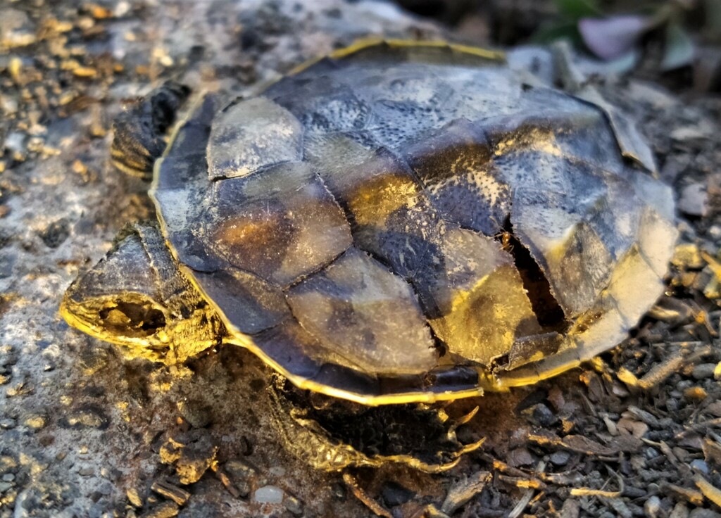 Common thread turtle from 台灣高雄市 on June 15, 2020 at 06:09 PM by ...