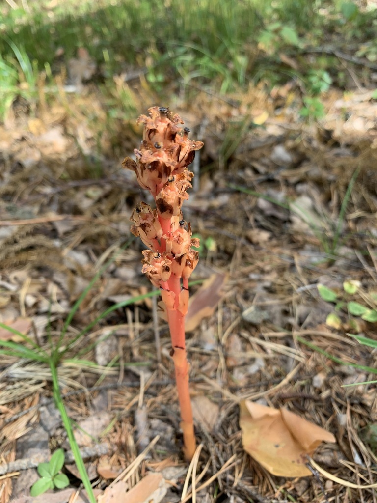 pinesap from Тугулым, Свердловская обл., Россия on August 20, 2023 at ...