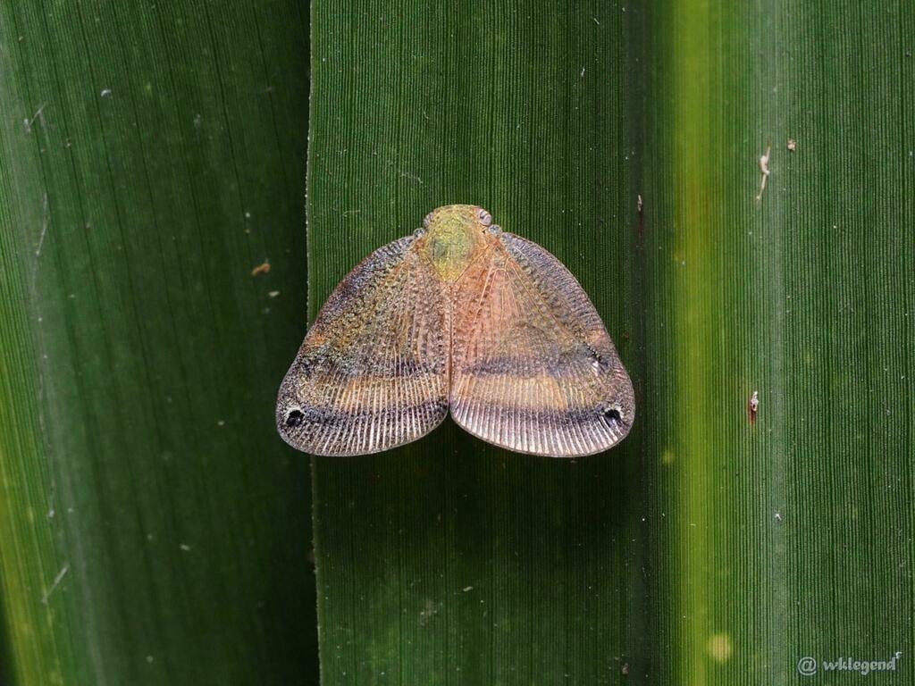 Ricanoides flabellum from Hong Kong on August 25, 2023 at 12:46 PM by ...