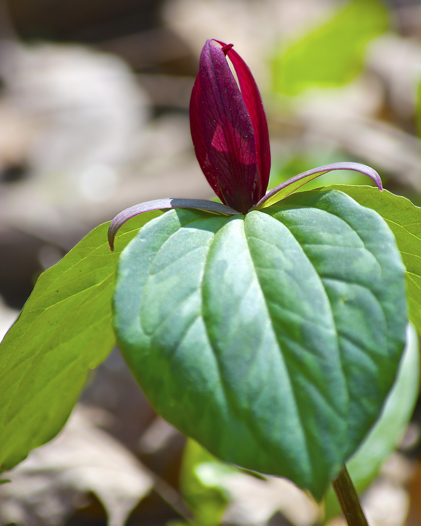 Sessile Trillium (Wildflowers of the Preserve at Shaker Village ...