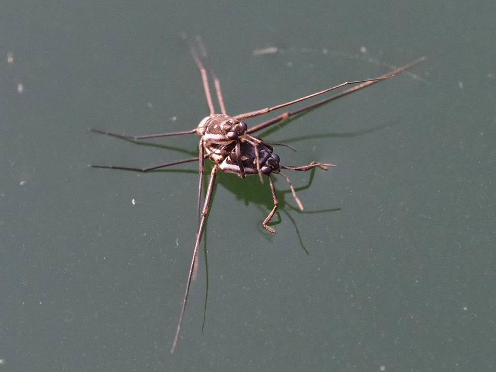 Trepobates subnitidus from Kings, New York, United States on July 11 ...