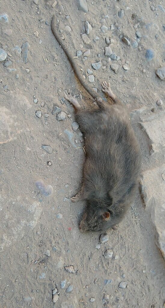 Lesser Bandicoot-rat from University of Peshawar, Peshawar, Khyber ...