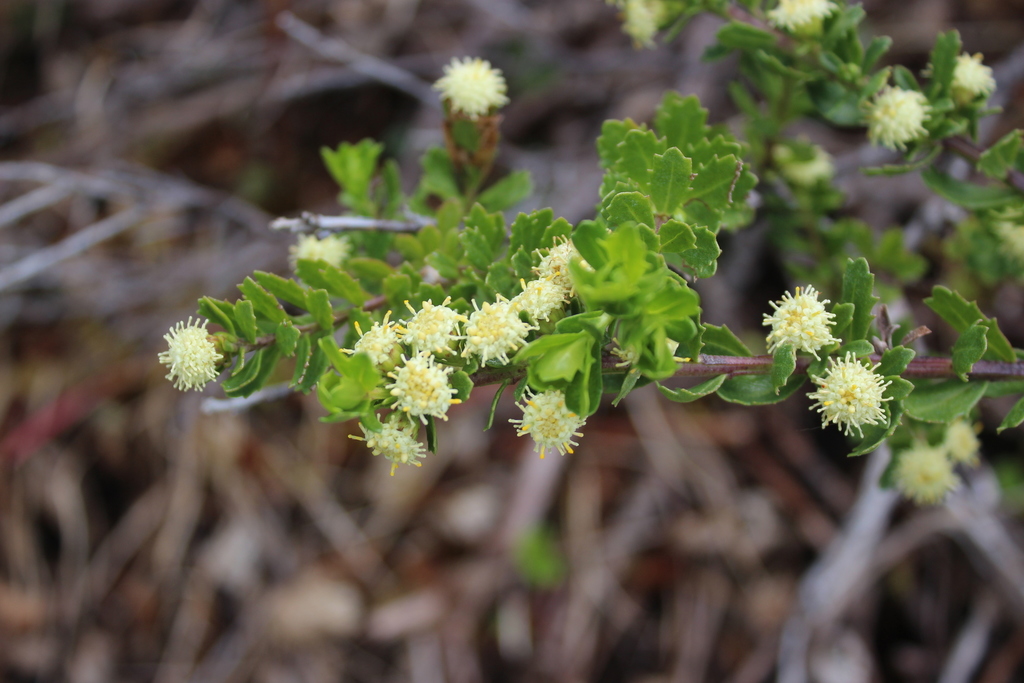 Baccharis from Torres del Paine, Magallanes Province, Chile on November ...