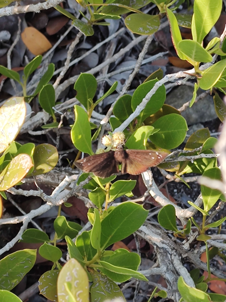 Florida Duskywing from Big Pine Key, FL 33043, USA on August 25, 2023 ...
