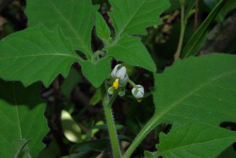 Wonderberry (Solanum retroflexum) - Botanical Realm
