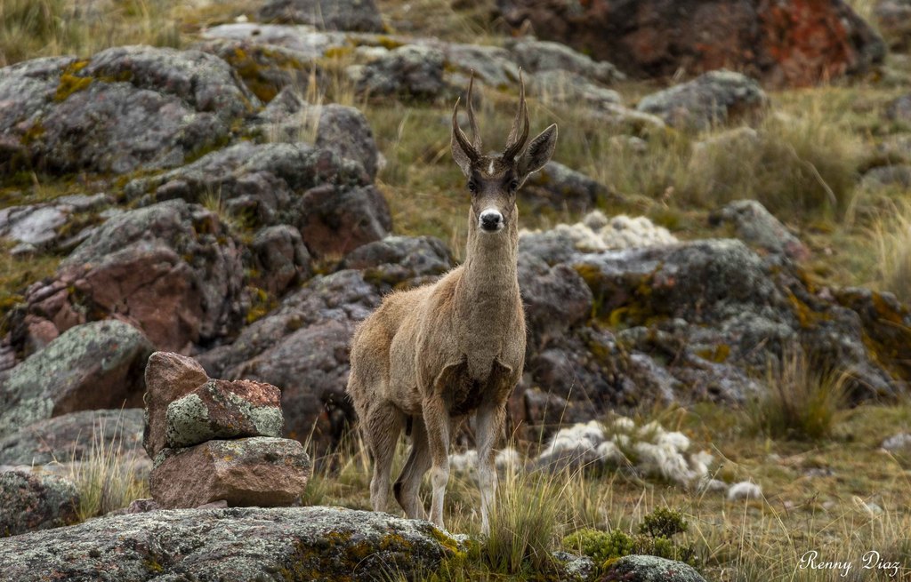Taruca (Hippocamelus antisensis) - Know Your Mammals