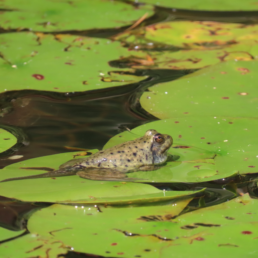 American Bullfrog from Lanark County, ON, Canada on August 16, 2023 at ...