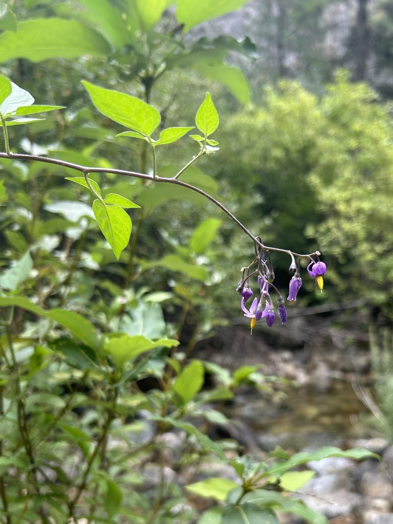 bittersweet nightshade from Dixie, ID, US on August 19, 2023 at 03:16 ...