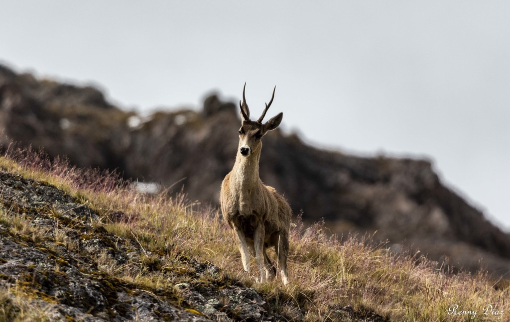 Taruca (Hippocamelus antisensis) - Know Your Mammals