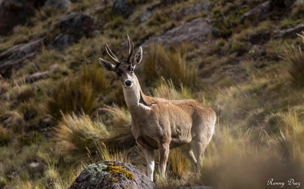 Taruca (Hippocamelus antisensis) - Know Your Mammals