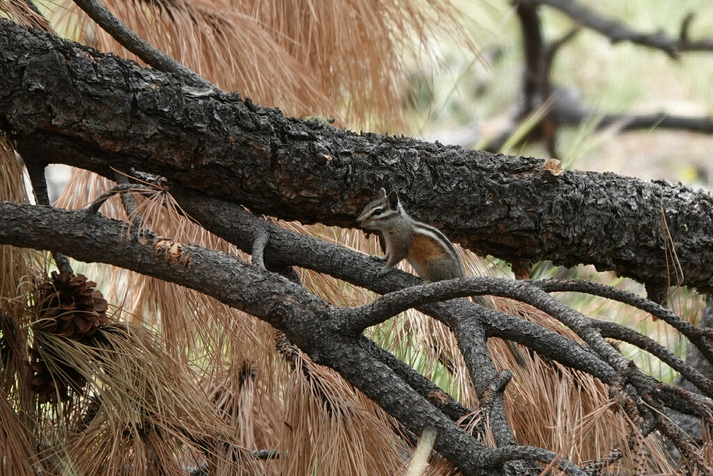 Gray-collared Chipmunk from Coconino County, AZ, USA on August 20, 2023 ...