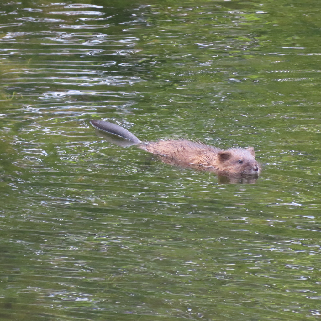 Muskrat from Lanark County, ON, Canada on August 18, 2023 at 02:01 PM ...