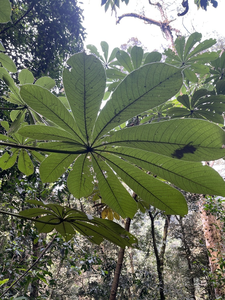 Musanga leo-errerae in August 2023 by Samuel Nshutiyayesu · iNaturalist