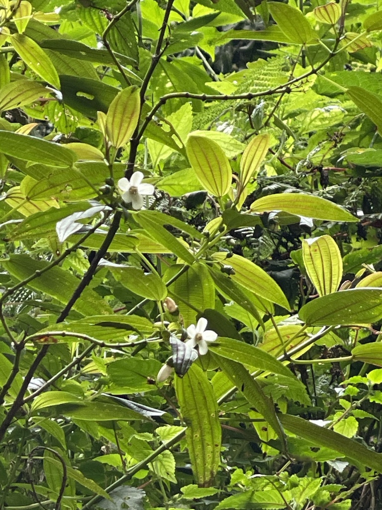 Dinophora spenneroides from Ndambarare, NNP on August 25, 2023 at 02:55 ...