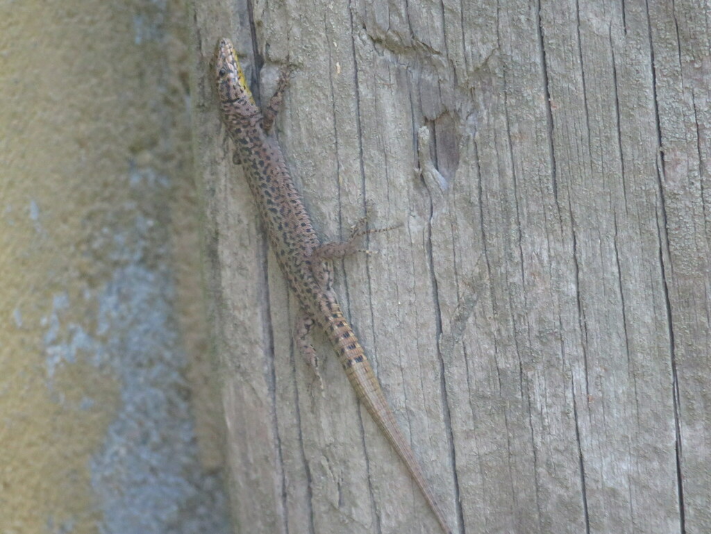 Green Iberian Wall Lizard from Lousã, 3200, Portugal on August 19, 2023 ...