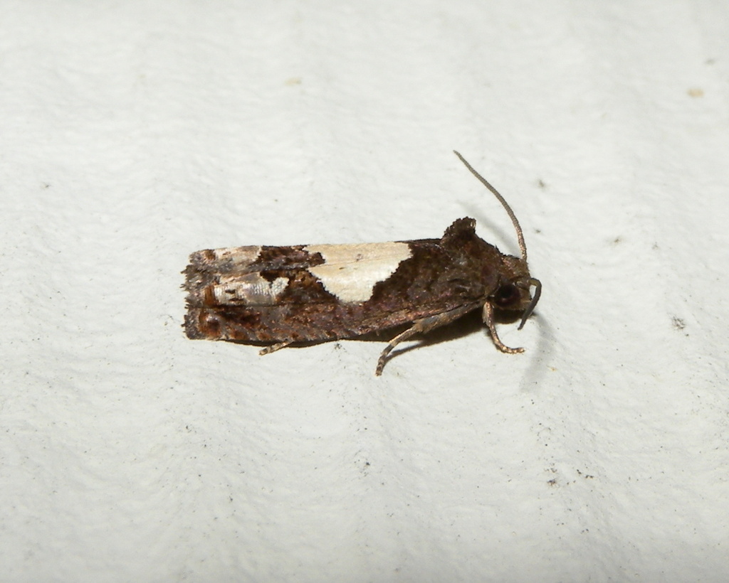 Bidens Borer Moth from Long Island, Southold, NY, US on June 13, 2012 ...