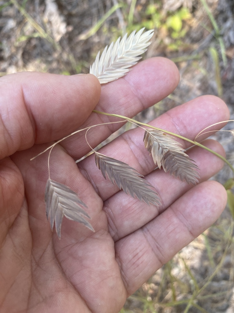 inland wood oats from Fort Worth Nature Center & Refuge, Fort Worth, TX ...