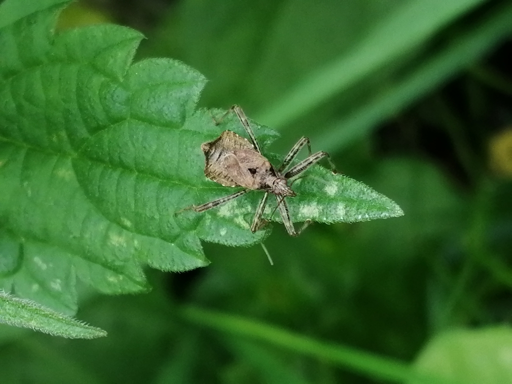 Tree Damsel Bug from Haderslev, 6100 Haderslev, Danmark on August 25 ...