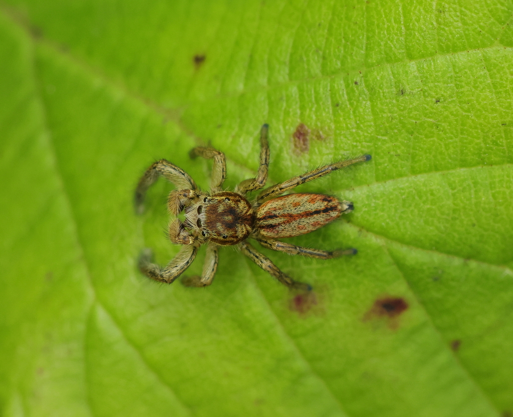 Marpissa radiata from 76940 Heurteauville, France on August 25, 2023 at ...