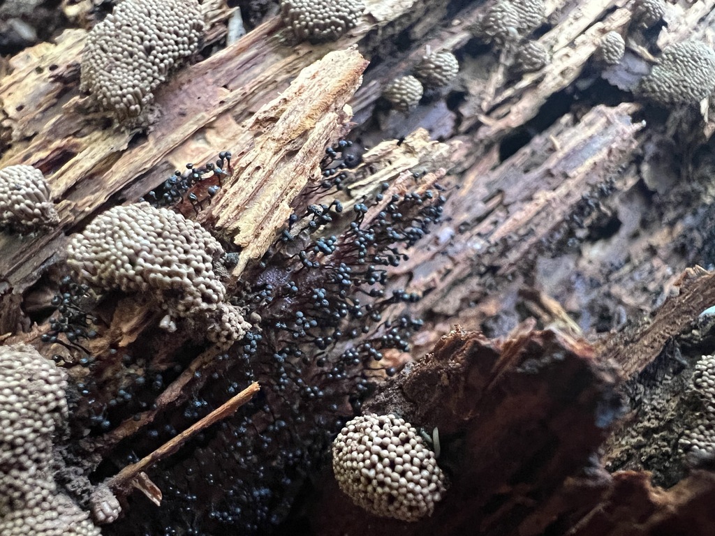 Wasp's Nest Slime Mold in August 2023 by Kevin Howe · iNaturalist