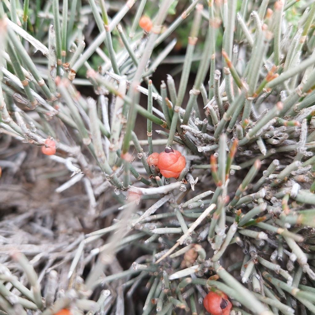 Ephedra compacta from Guadalupe Victoria, Pue., México on August 24 ...