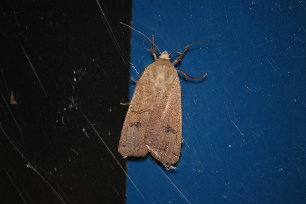 Large Yellow Underwing from Thunder Bay, ON, Canada on August 24, 2023 ...