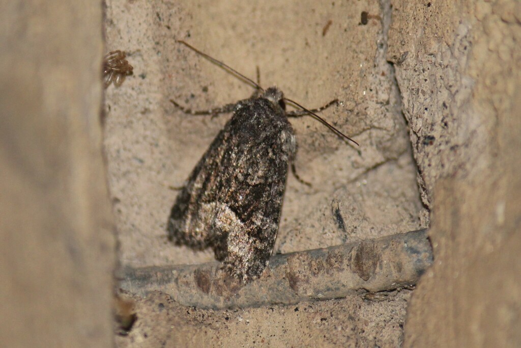 Olive Arches Moth from Thunder Bay, ON, Canada on August 24, 2023 at 11 ...