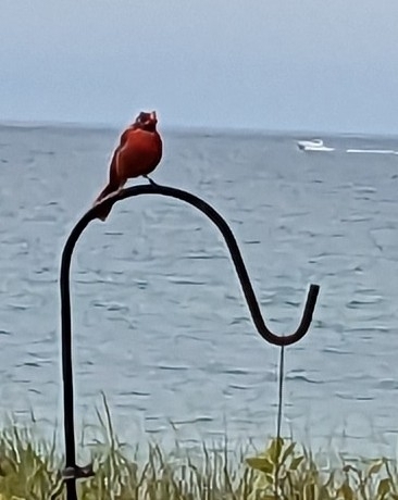 Northern Cardinal from Kirk Park on August 25, 2023 at 01:10 PM by ...