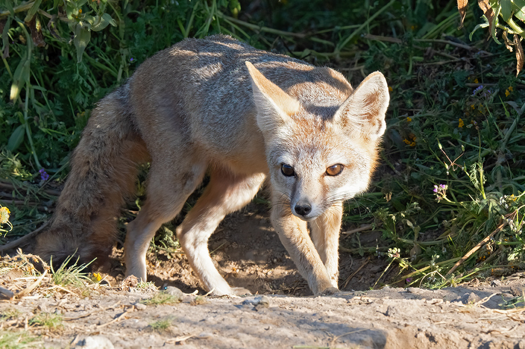San Joaquin Kit Fox in April 2023 by markc666. near KCL campground ...