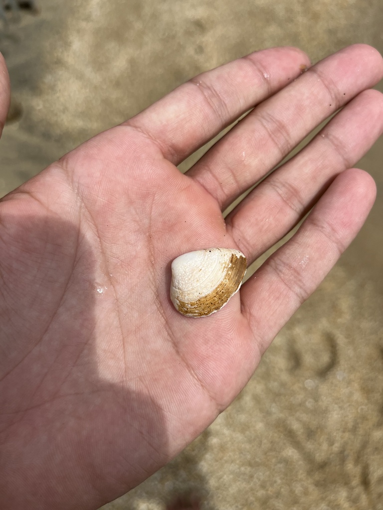 Atlantic Rangia from Fishing Creek, Annapolis, MD, US on August 25 ...