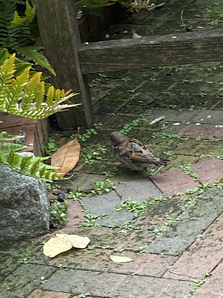 House Sparrow from The Mütter Museum, Philadelphia, PA, US on August 25 ...