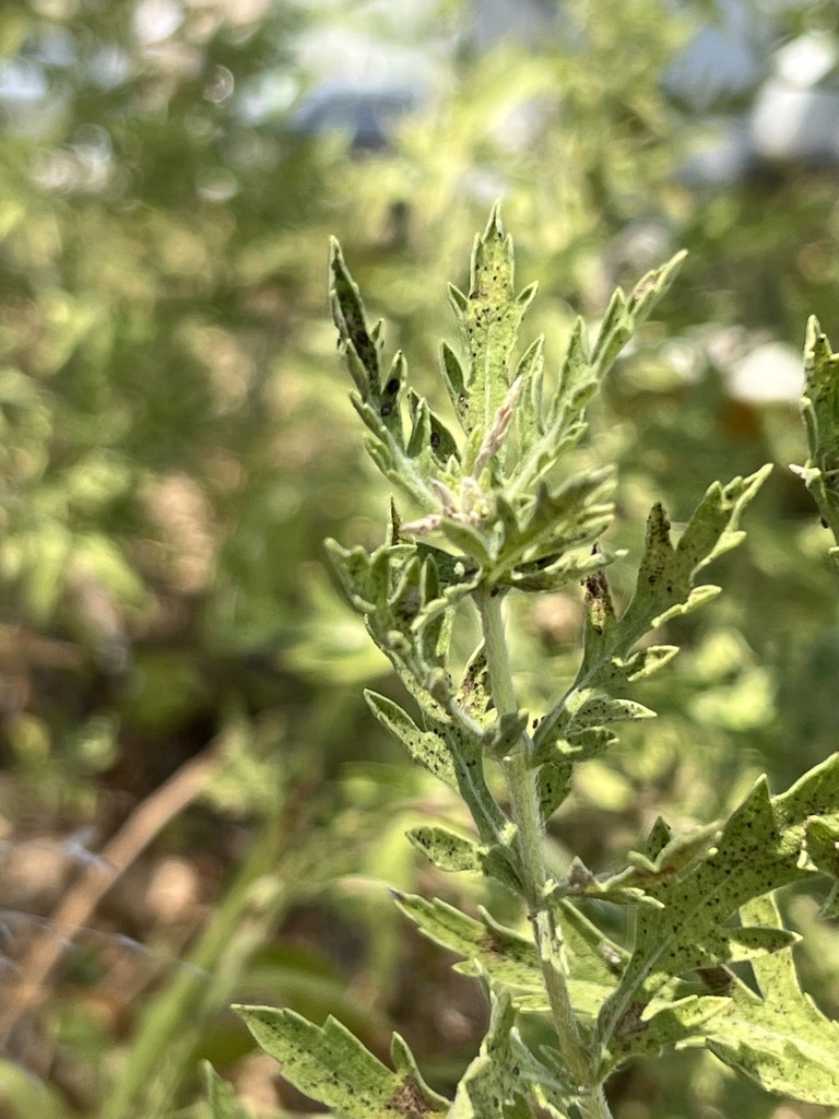 western ragweed from University of North Texas, Denton, TX, US on ...