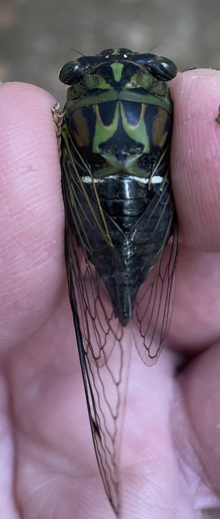 Robinson's Annual Cicada from Wilburn, AR, US on August 24, 2023 at 10:57 AM by boverser ...