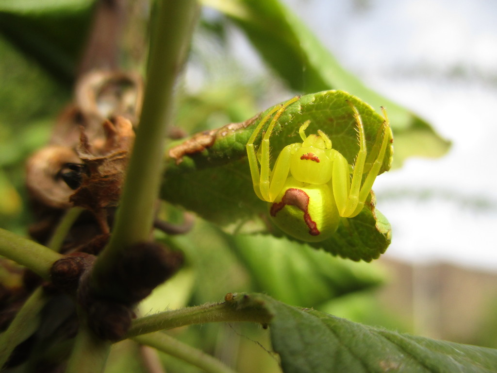 Misumena spinifera (Madeira Spinnen) · iNaturalist