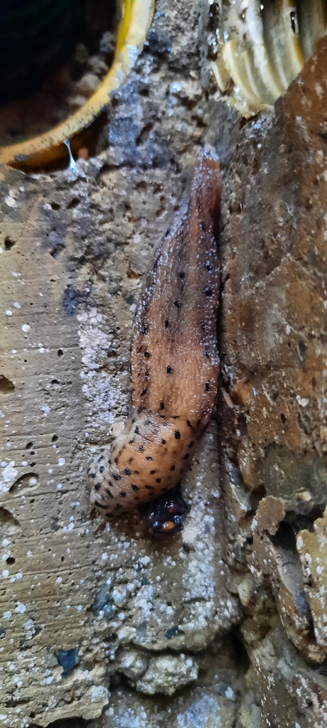 Leopard Slug in August 2023 by Christoph Posch · iNaturalist United Kingdom